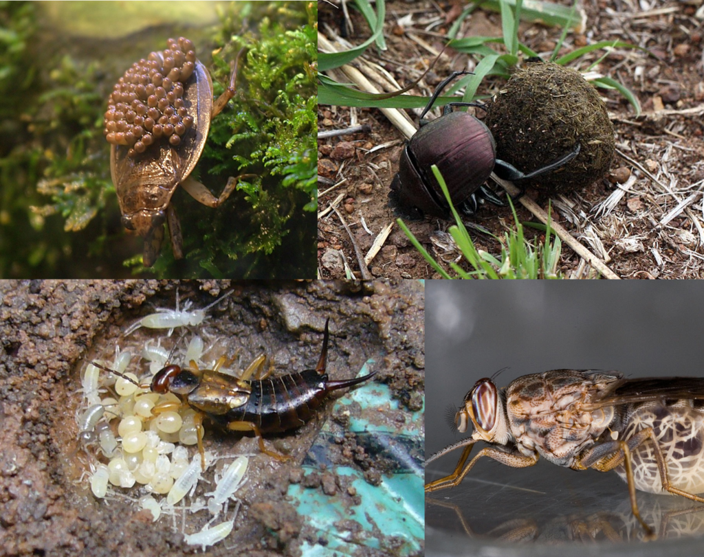 Did you know that some insects take care of their young? - Animal ...